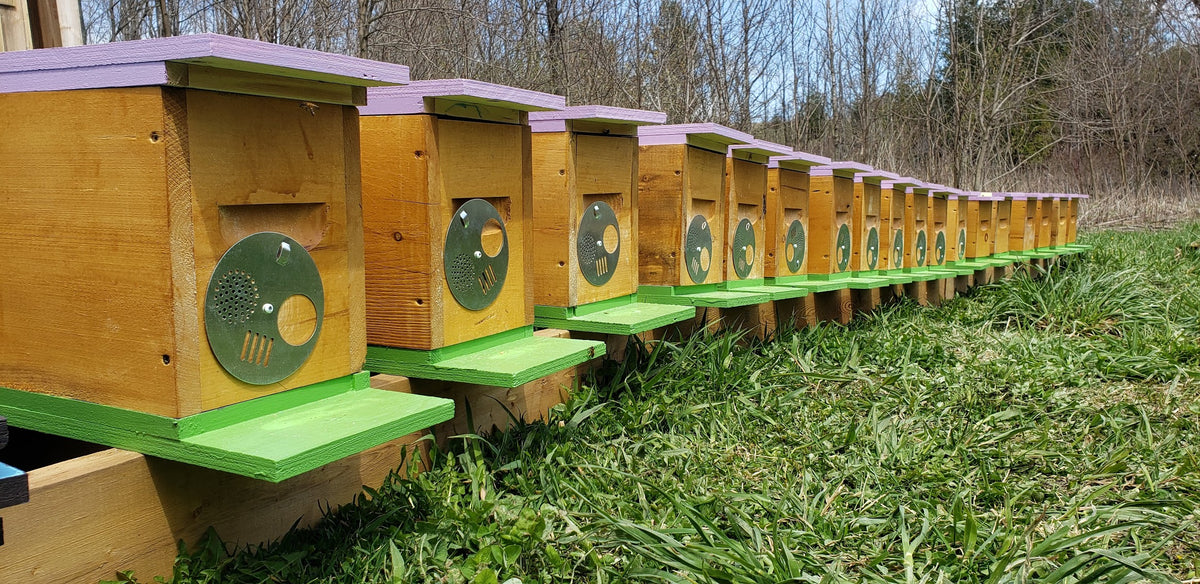 Northumberland Bees, Queens and Honey